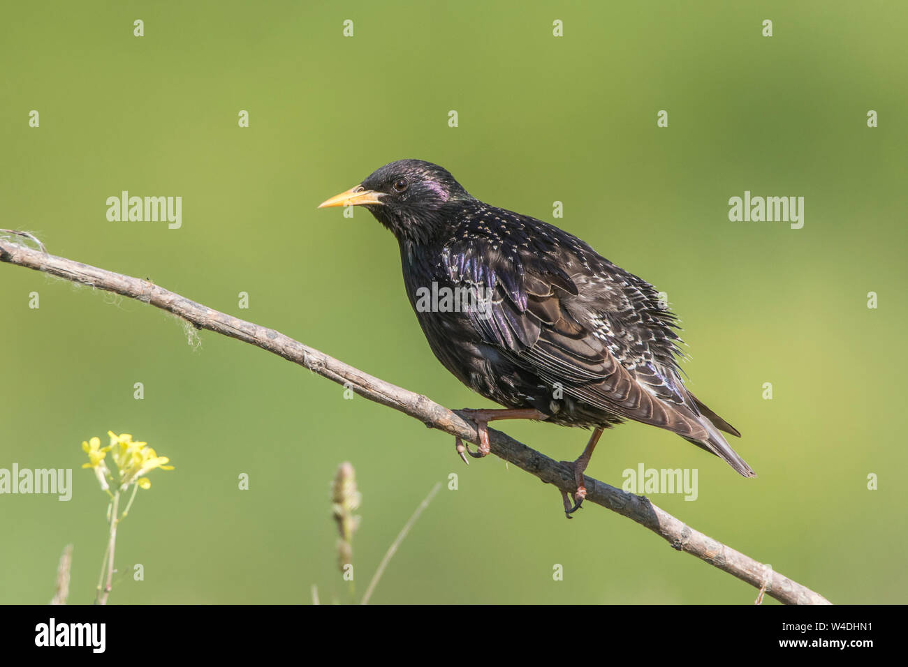 Common starling, European starling, Star (Sturnus vulgaris Stock Photo ...