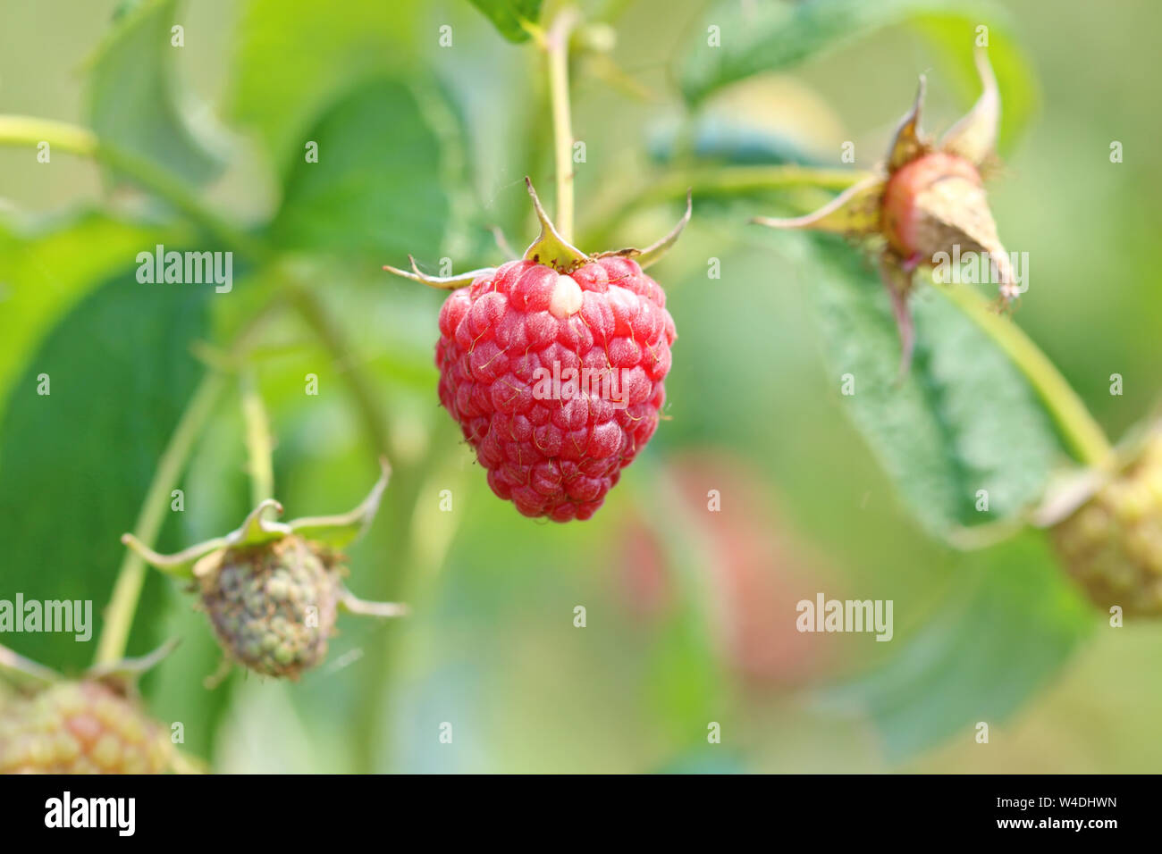 Red raspberry in a garden Stock Photo - Alamy