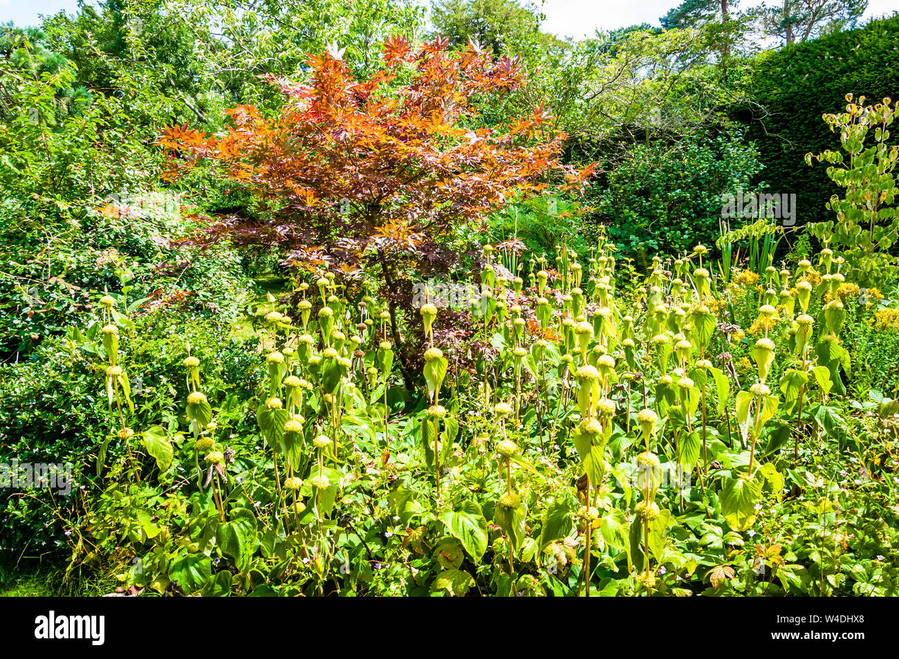Diverse plants within the Myddelton House Gardens Stock Photo - Alamy
