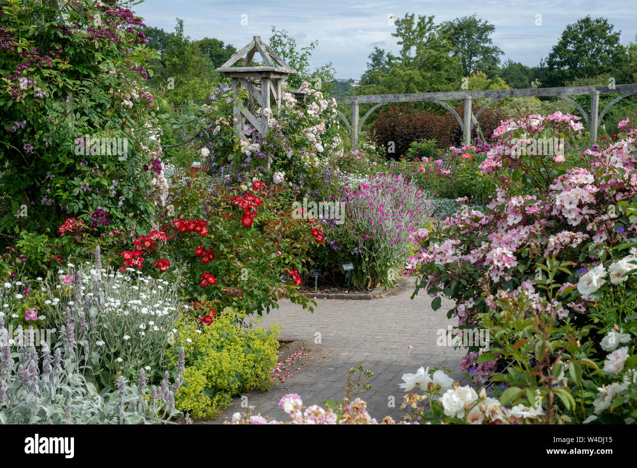 Rose garden in the summer at RHS Rosemoor gardens, Great Torrington ...