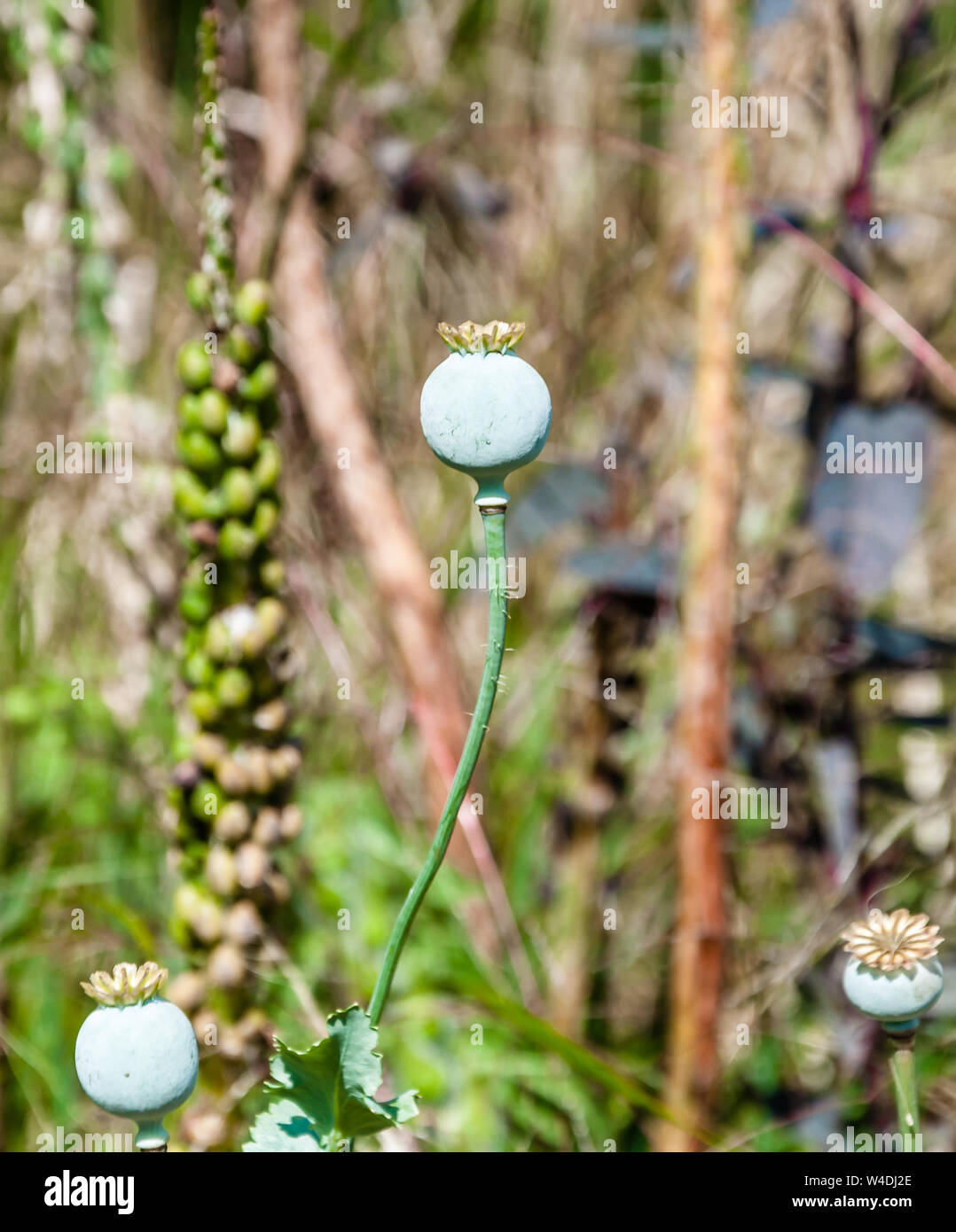 Diverse plants within the Myddelton House Gardens Stock Photo - Alamy