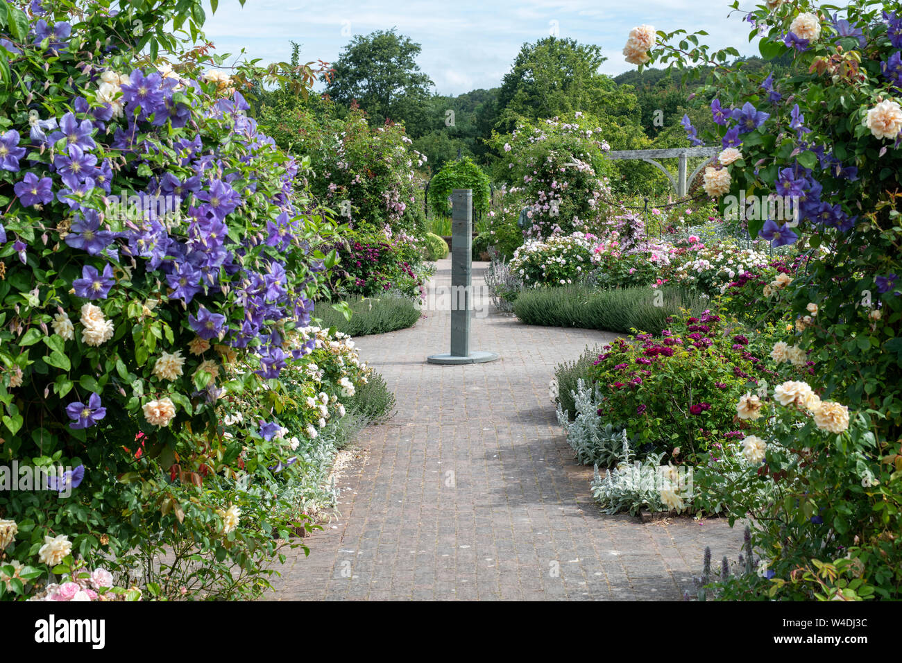 Rose garden in the summer at RHS Rosemoor gardens, Great Torrington ...