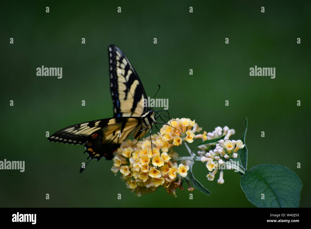 butterfly, yellow swallowtail on a yellow butterfly bush Stock Photo ...