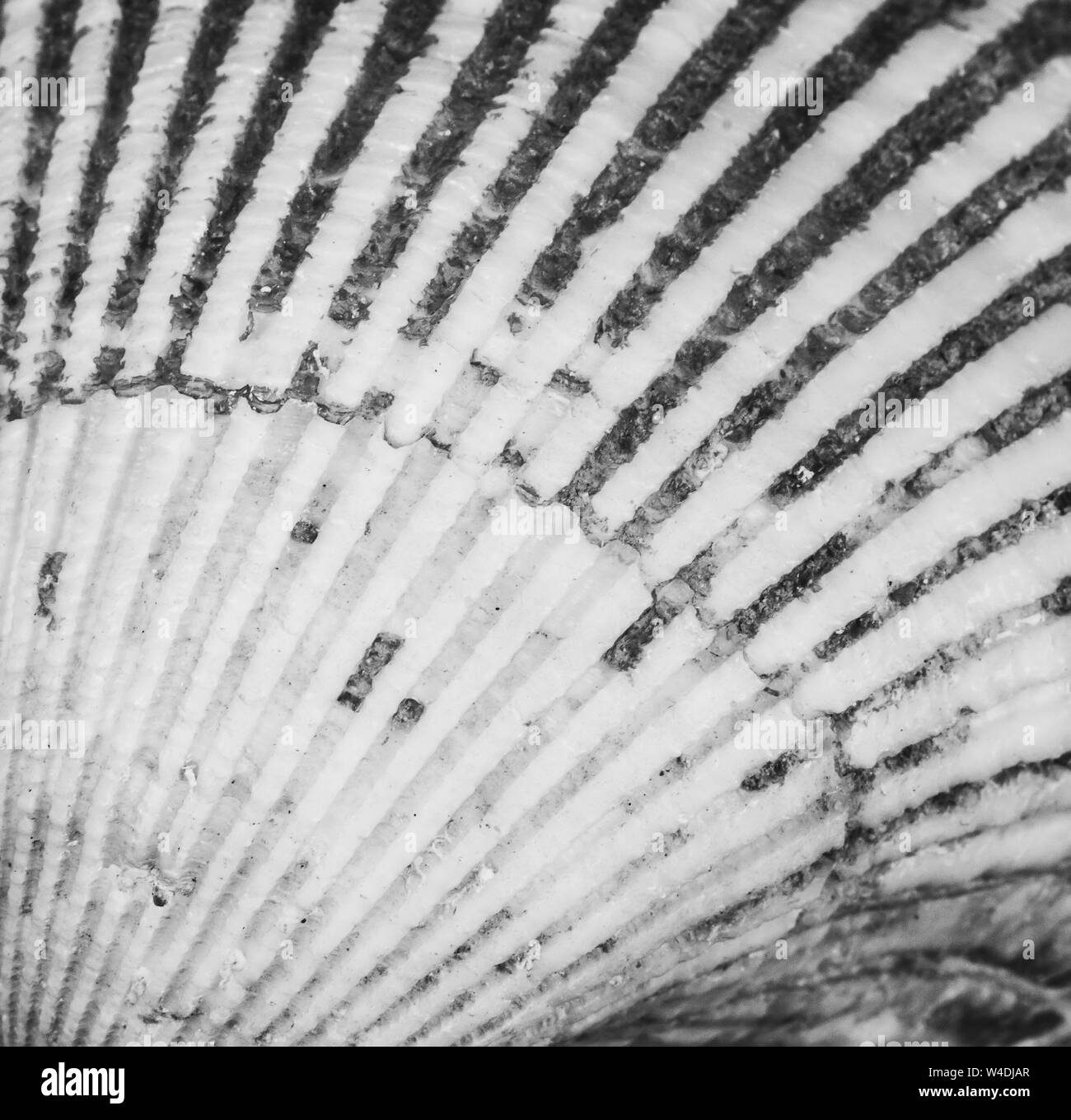 macro texture seashell top view, black and white photo Stock Photo - Alamy