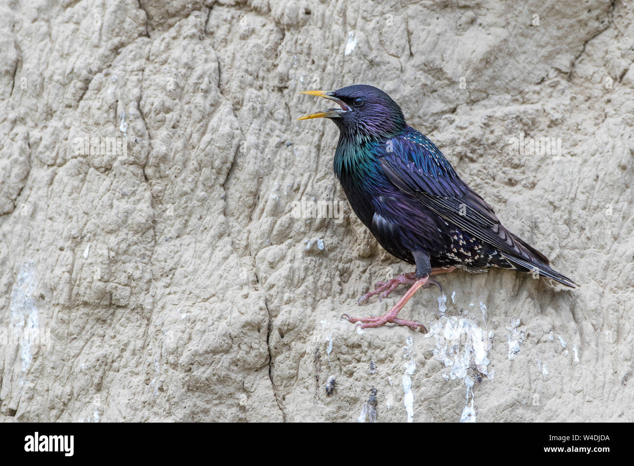 Common starling european hi-res stock photography and images - Alamy