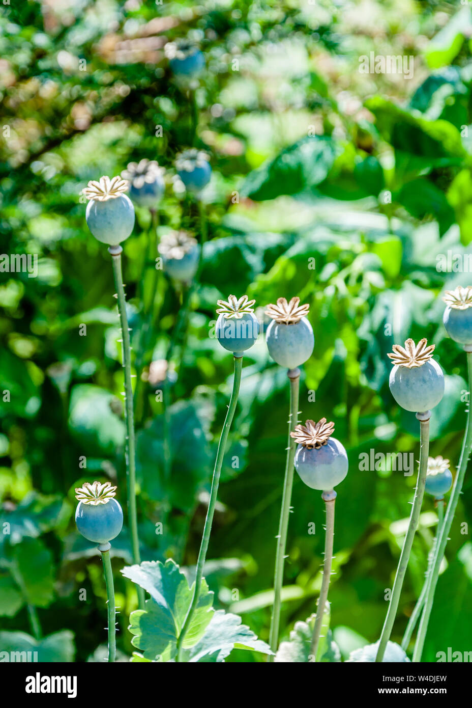 Diverse plants within the Myddelton House Gardens Stock Photo - Alamy