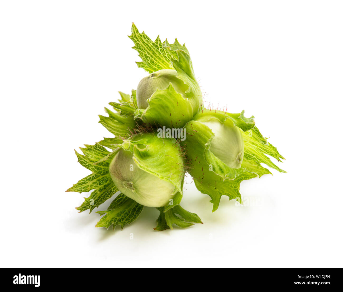 Unripe hazel hazelnuts healthy hi-res stock photography and images - Alamy