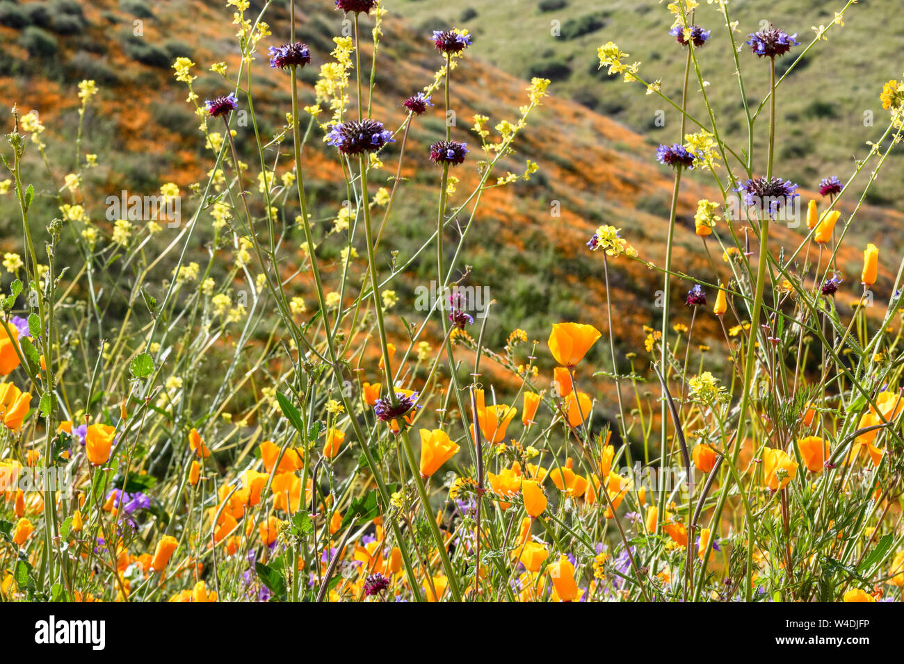 Bright orange vibrant vivid golden California poppies, seasonal spring ...