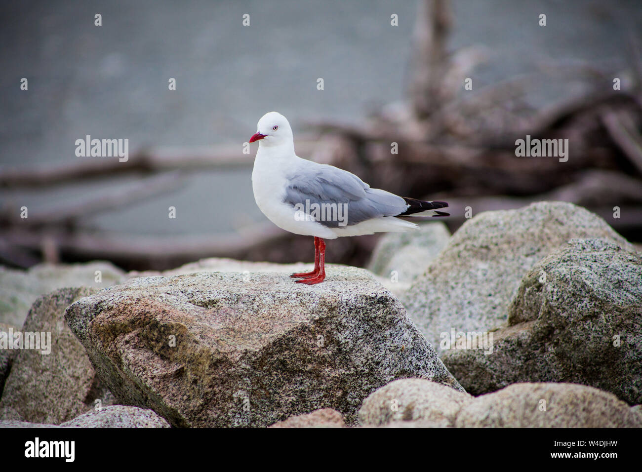 Red-billed Gull in New Zealand Stock Photo - Alamy