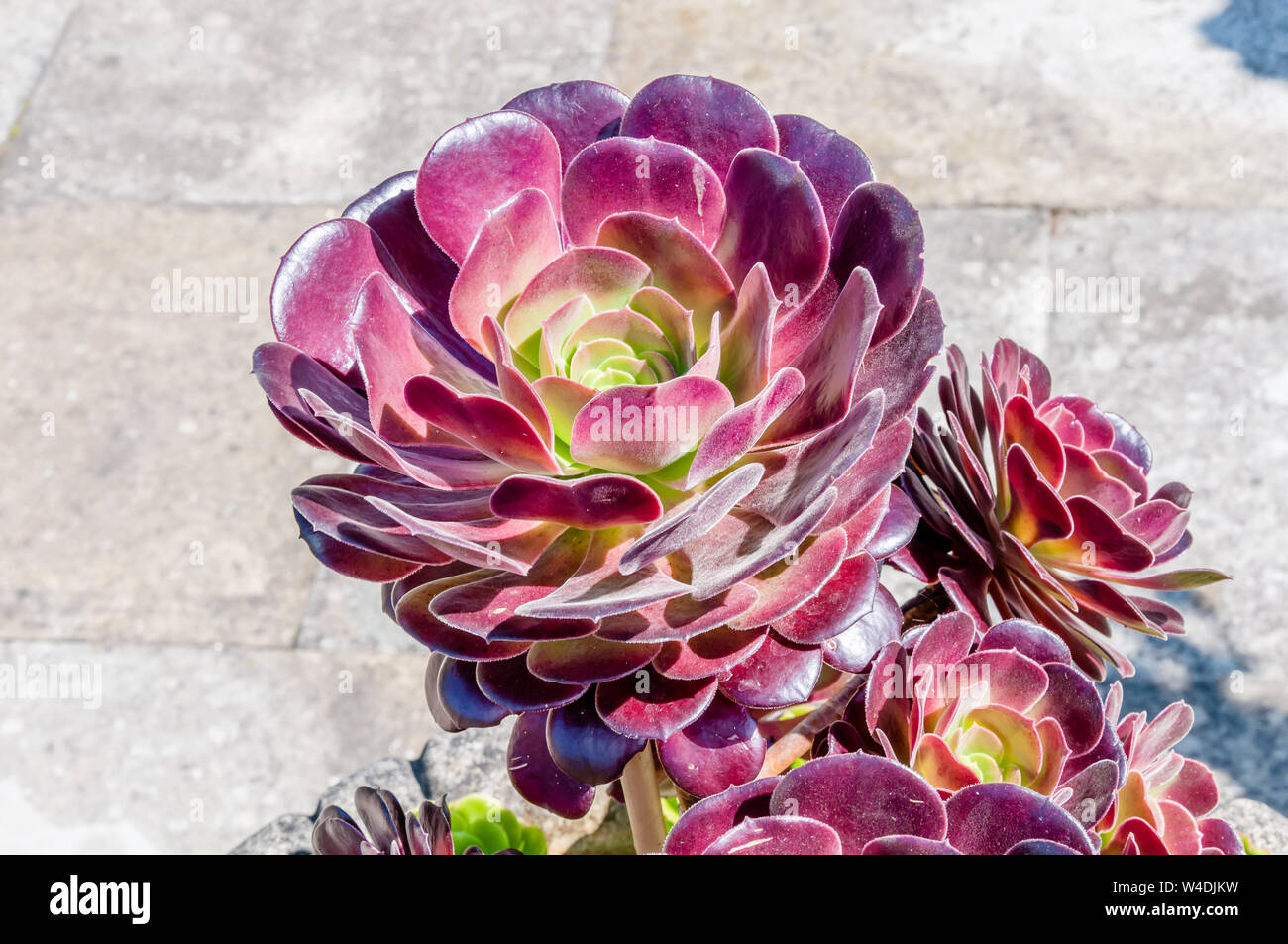 Diverse plants within the Myddelton House Gardens Stock Photo - Alamy