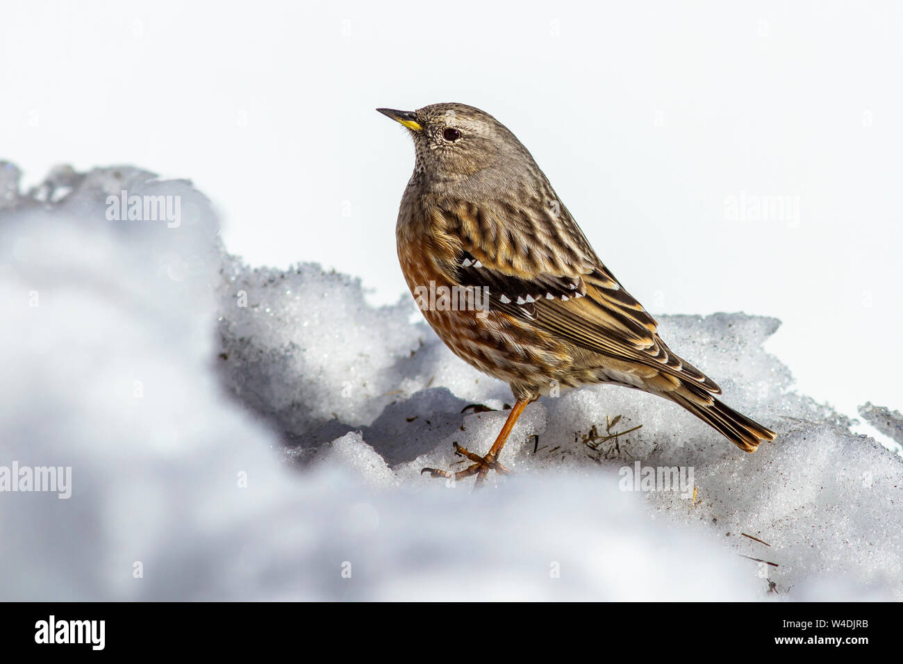 Alpine accentor, Alpenbraunelle (Prunella collaris Stock Photo - Alamy