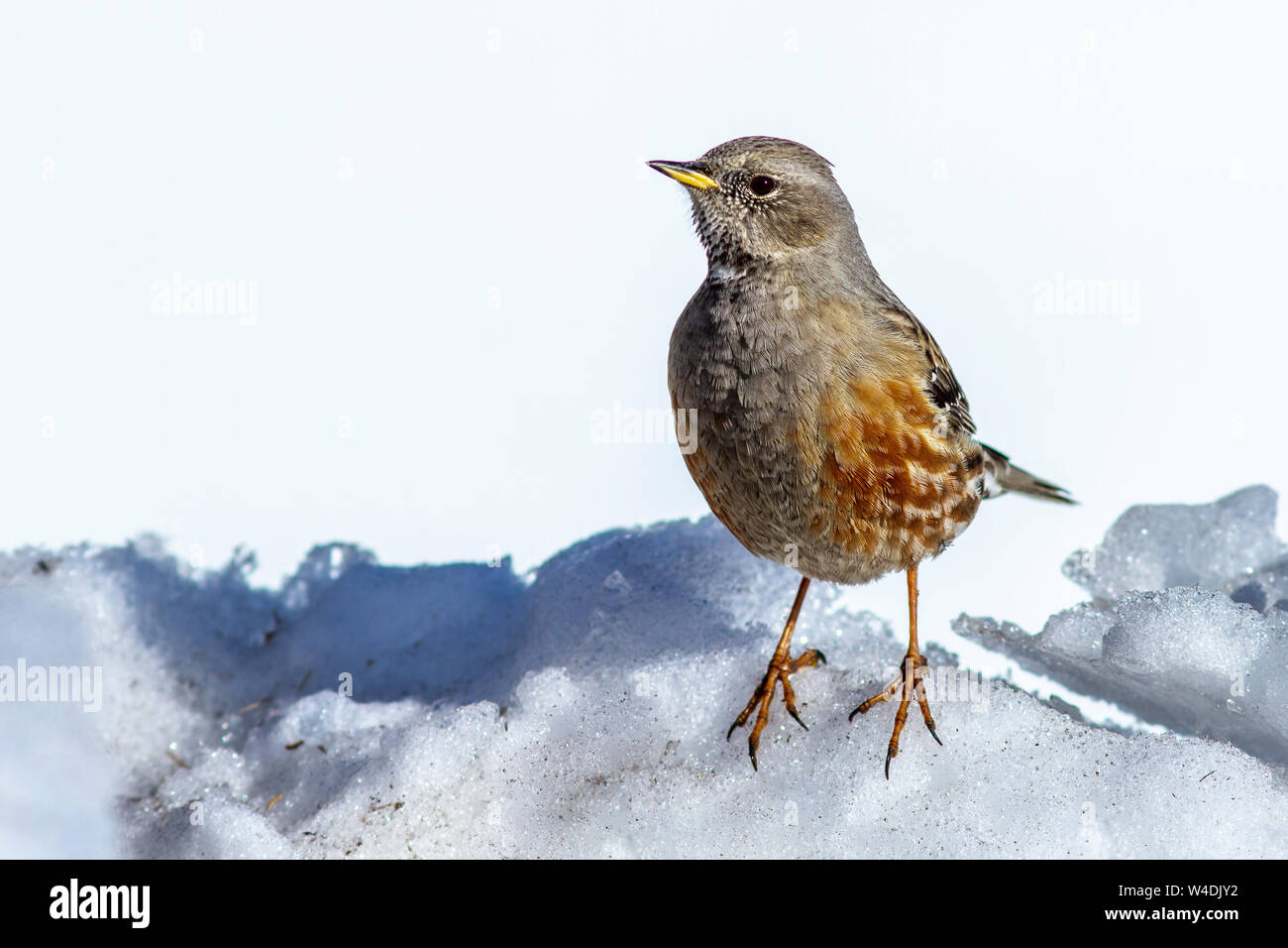 Alpine accentor, Alpenbraunelle (Prunella collaris Stock Photo - Alamy