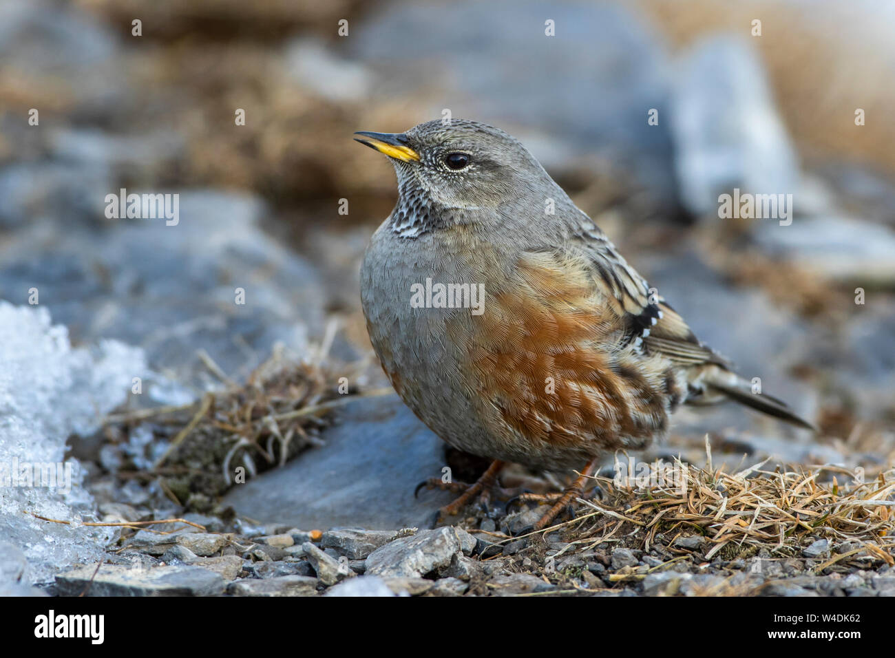 Alpine accentor, Alpenbraunelle (Prunella collaris Stock Photo - Alamy