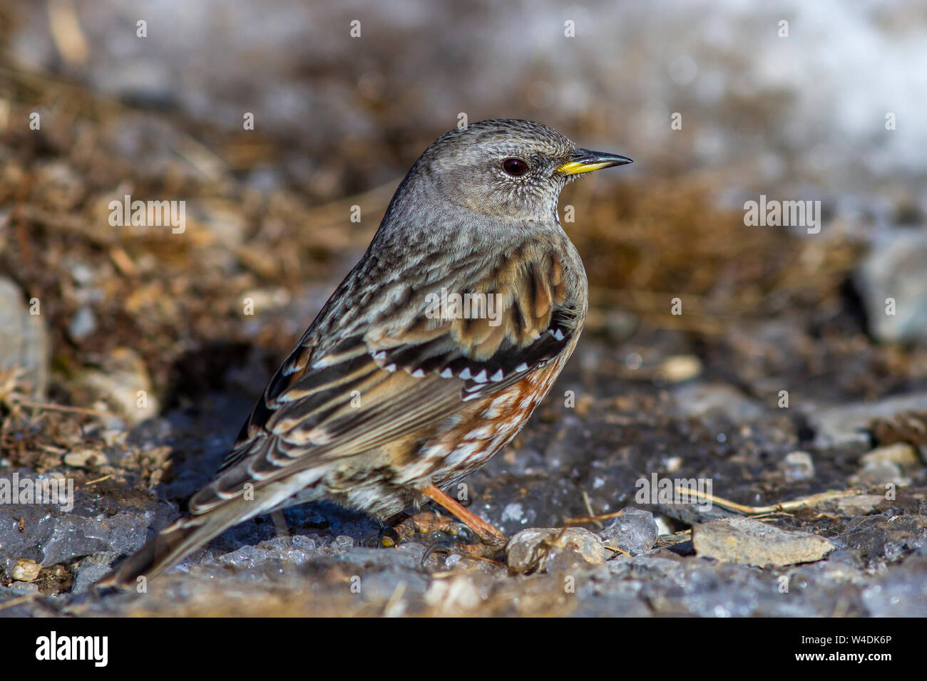 Alpine accentor, Alpenbraunelle (Prunella collaris Stock Photo - Alamy