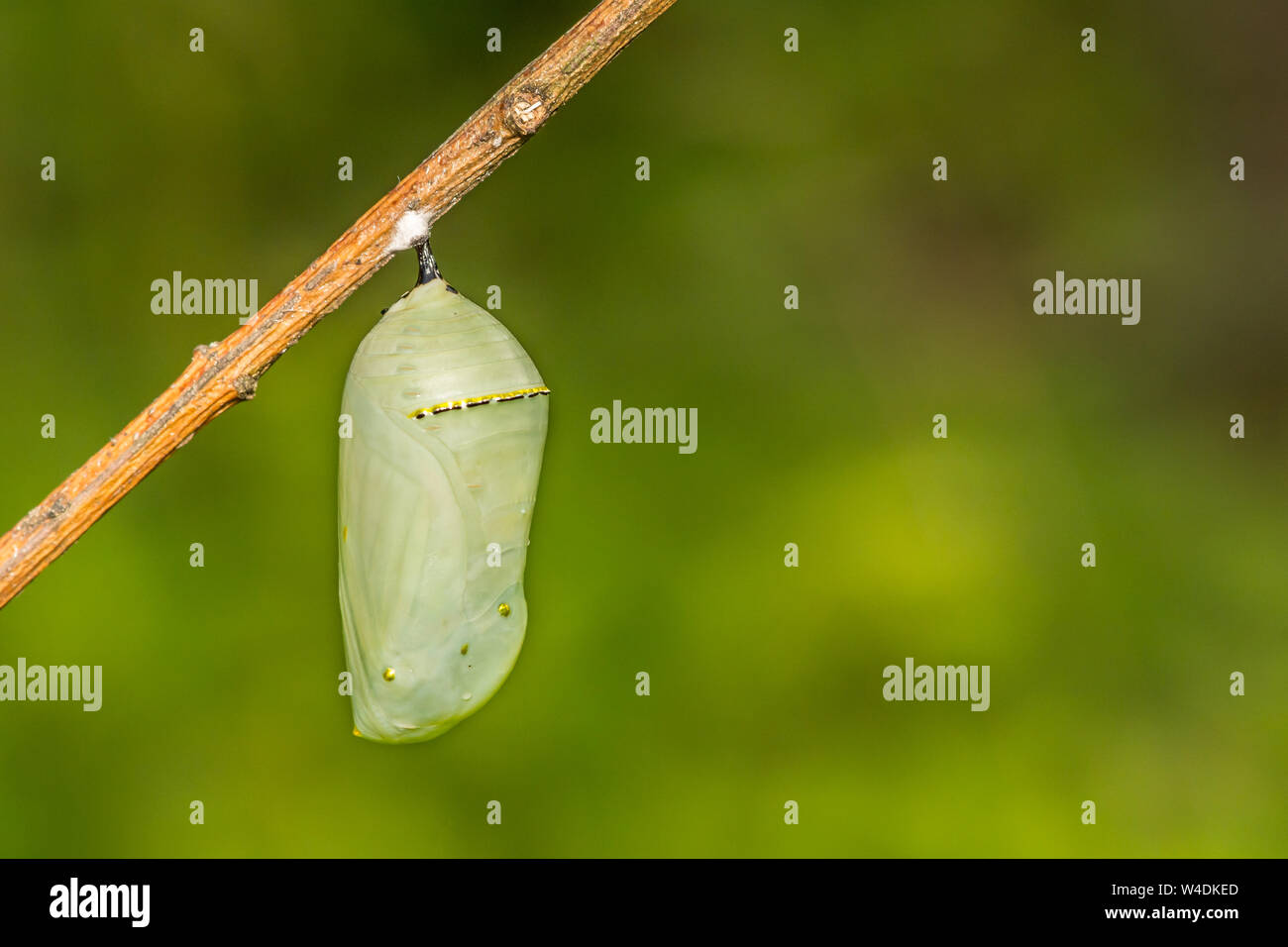 Monarch butterfly chrysalis hi-res stock photography and images - Alamy