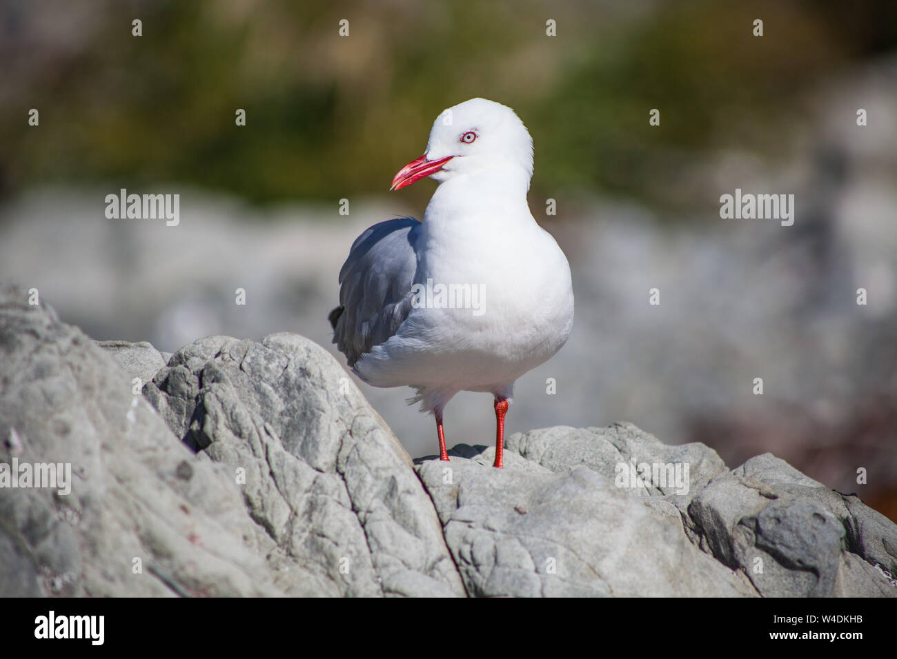 Red-billed Gull in New Zealand Stock Photo - Alamy