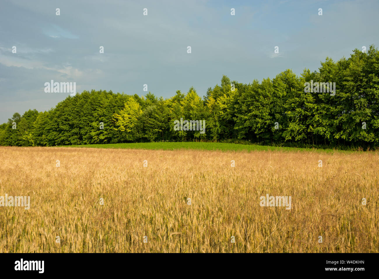 Field with grain and green deciduous trees Stock Photo - Alamy