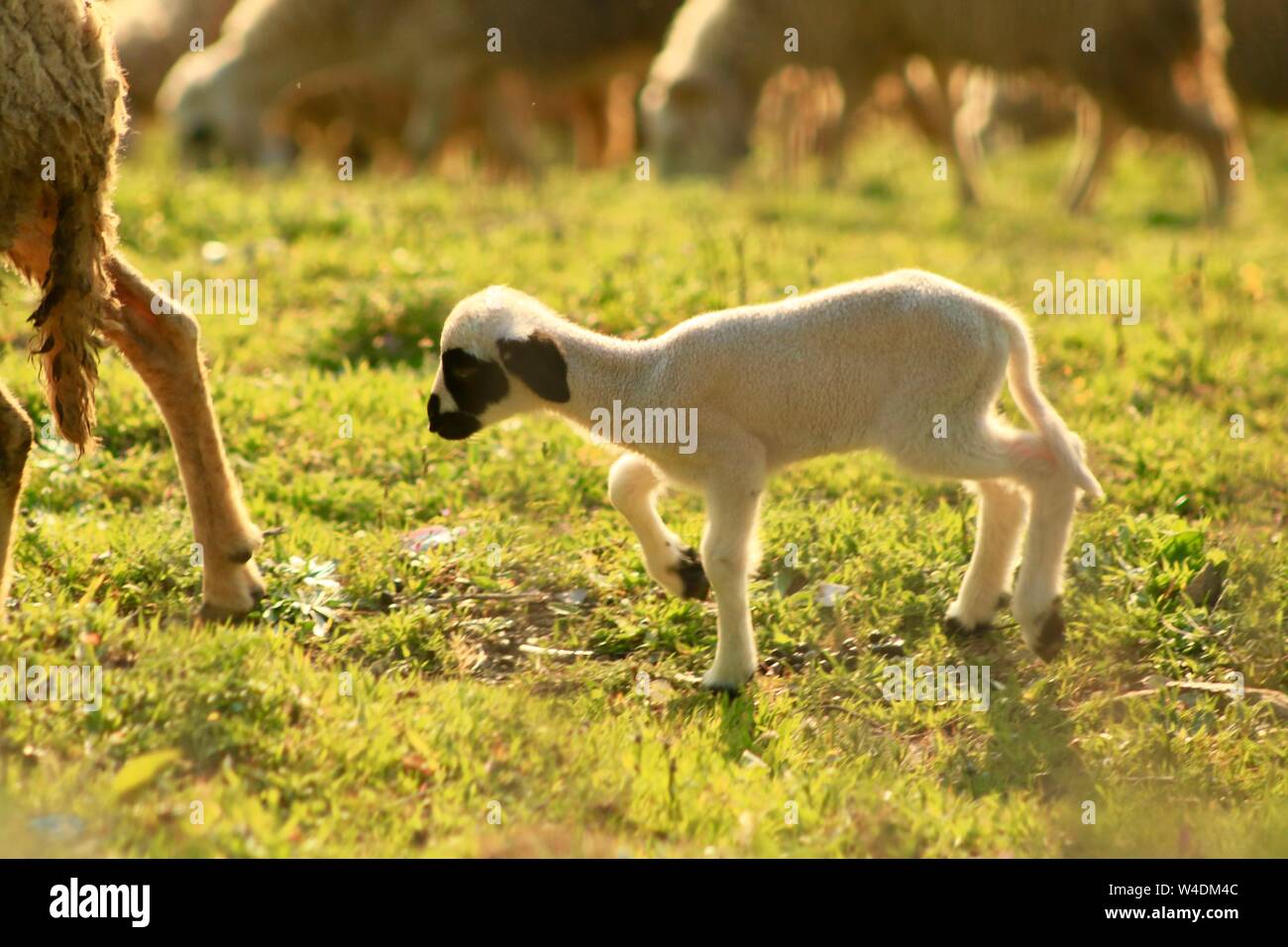Baby Sheep with mother Stock Photo - Alamy