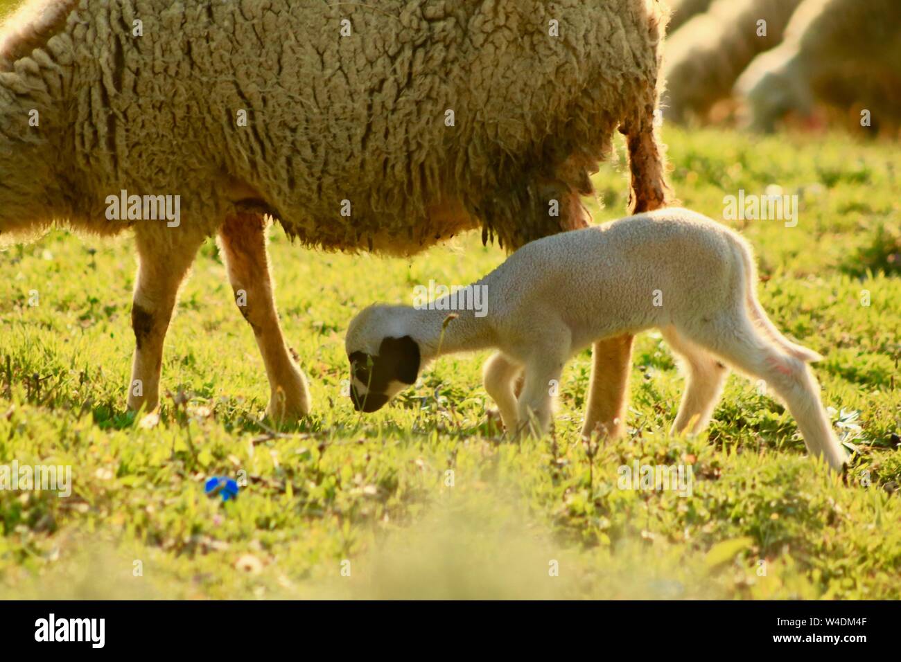 Baby Sheep with mother Stock Photo - Alamy