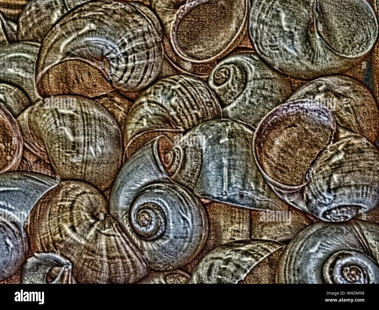 Moon snail shells hi-res stock photography and images - Alamy