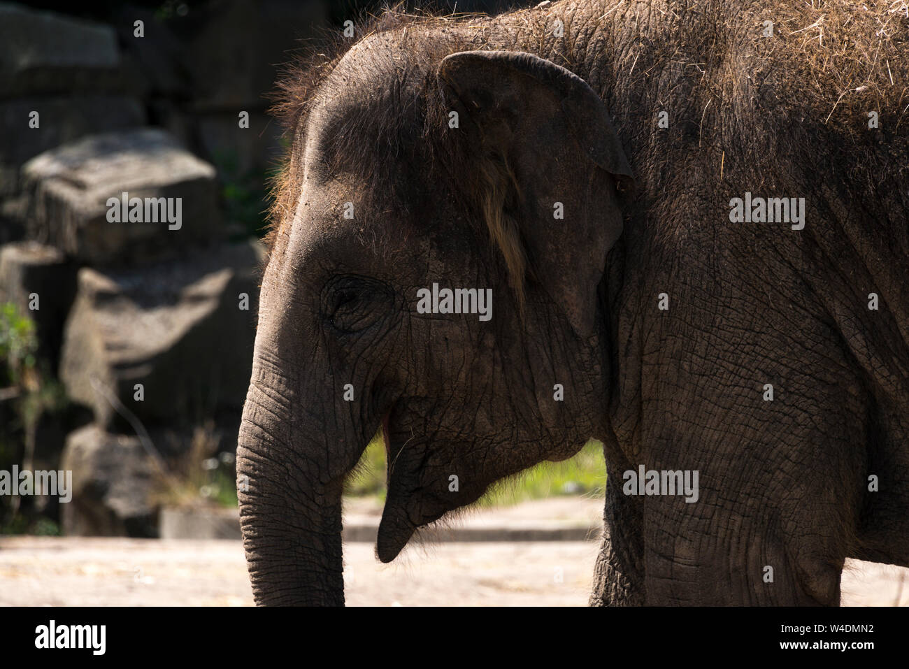 Asian Elephant (Elephas maximus Stock Photo - Alamy