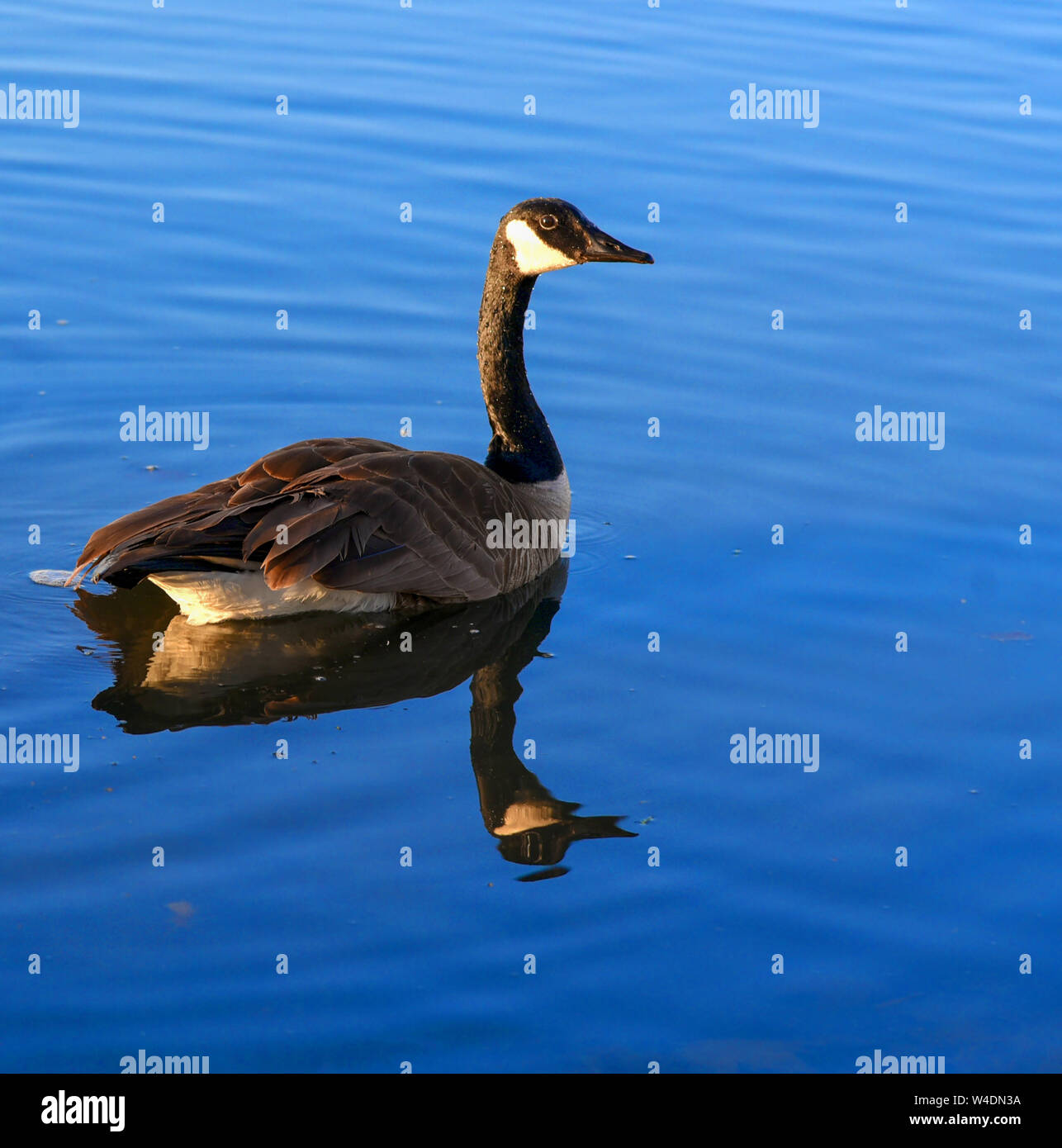 Goose in Peace Stock Photo - Alamy