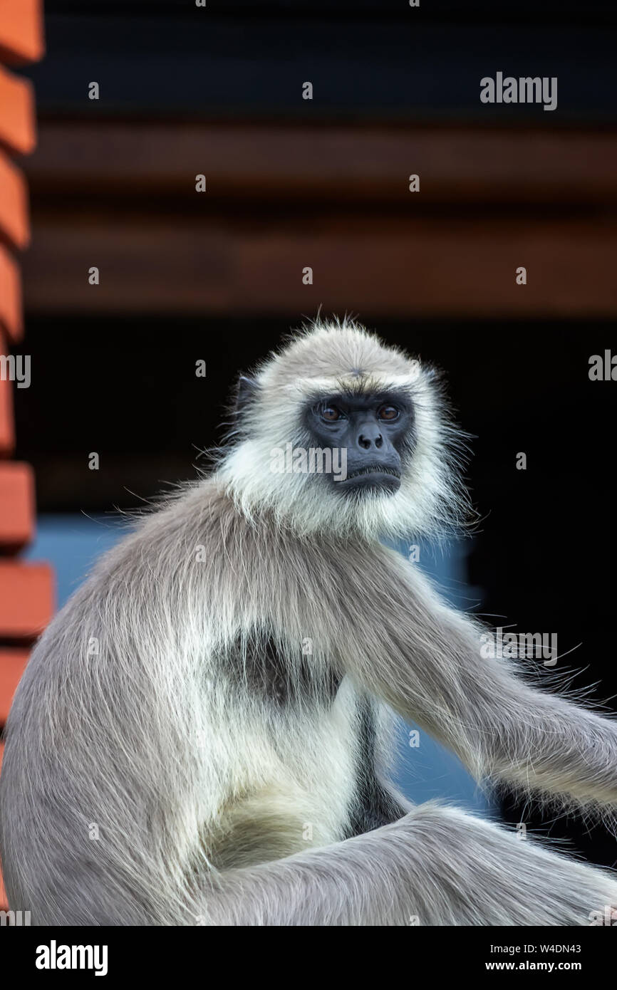 Monkey expression - Ooty Tamilnadu India Stock Photo - Alamy
