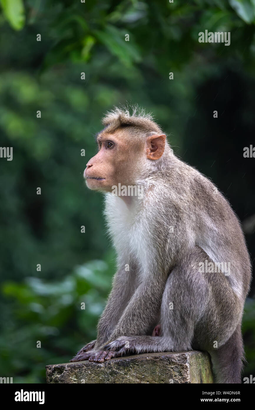 Monkey expression - Ooty Tamilnadu India Stock Photo - Alamy
