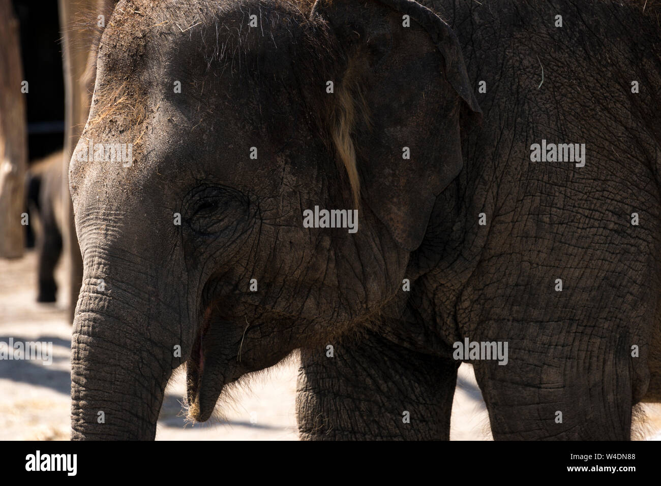 Asian Elephant (Elephas maximus Stock Photo - Alamy