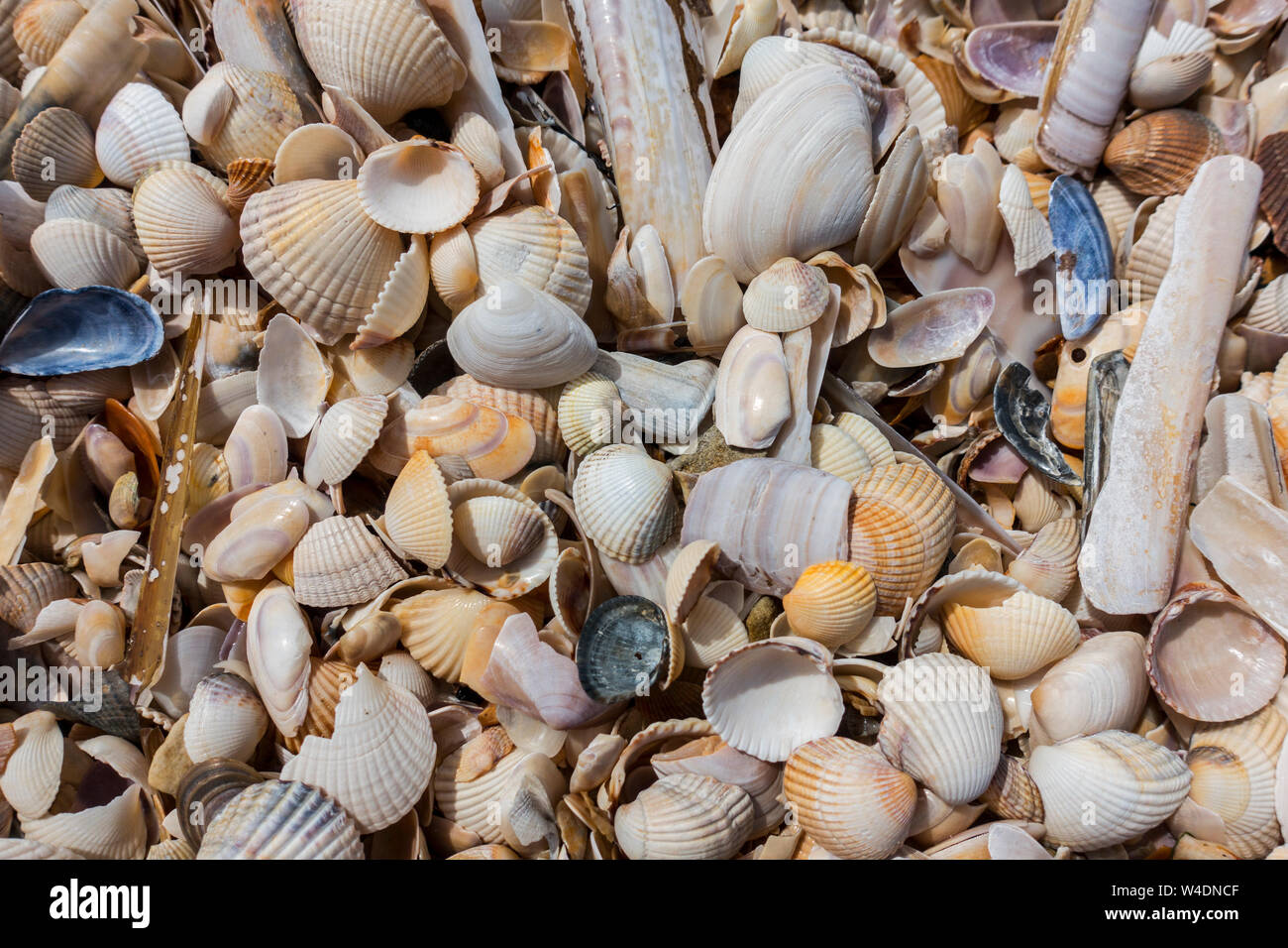 Shells shells hi-res stock photography and images - Alamy