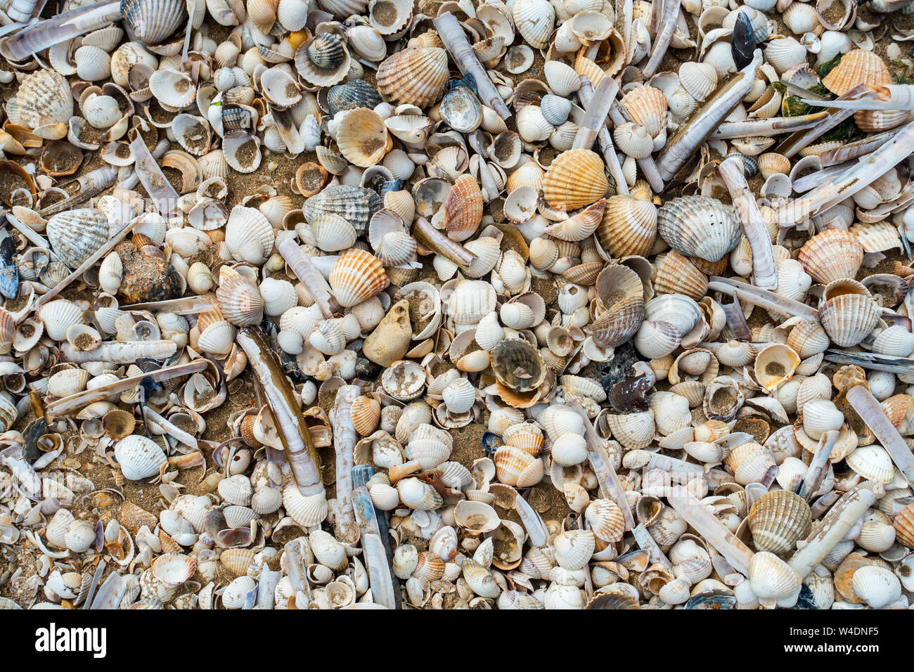 Shells shells hi-res stock photography and images - Alamy