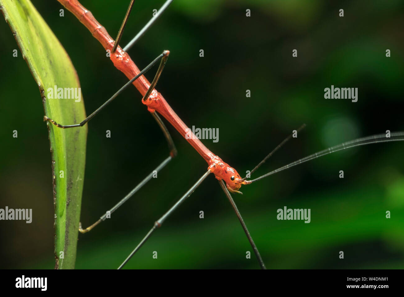 Peruvian fern stick insect / Peruvian stick insect (Oreophoetes peruana ...