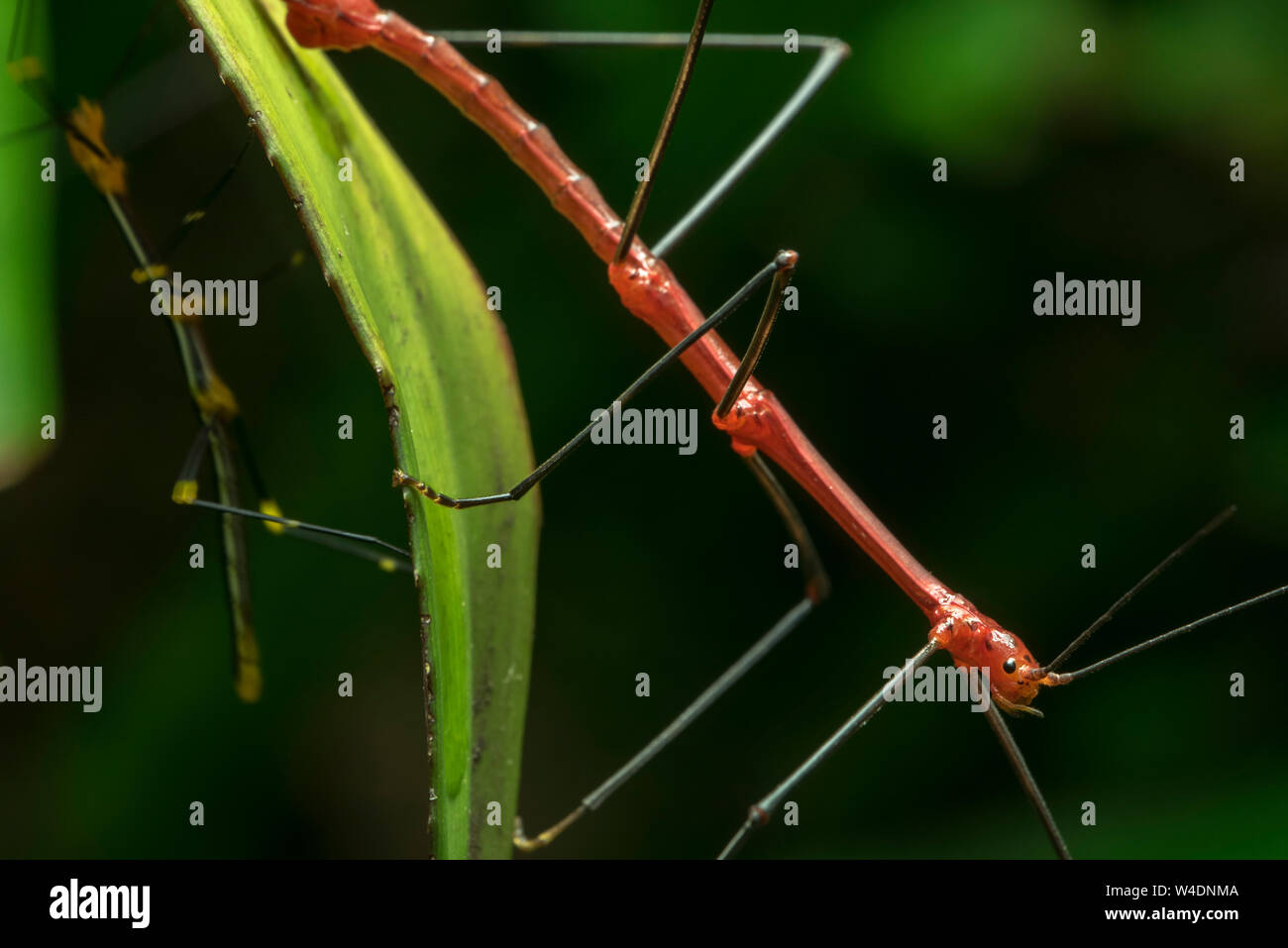 Peruvian fern stick insect / Peruvian stick insect (Oreophoetes peruana ...