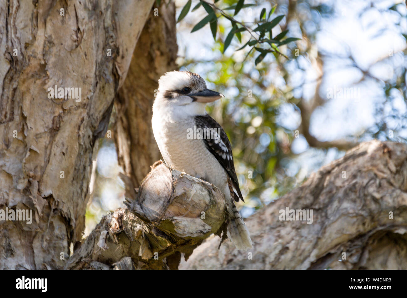 A Laughing Kookaburra a native of eastern mainland Australia, sits on a ...