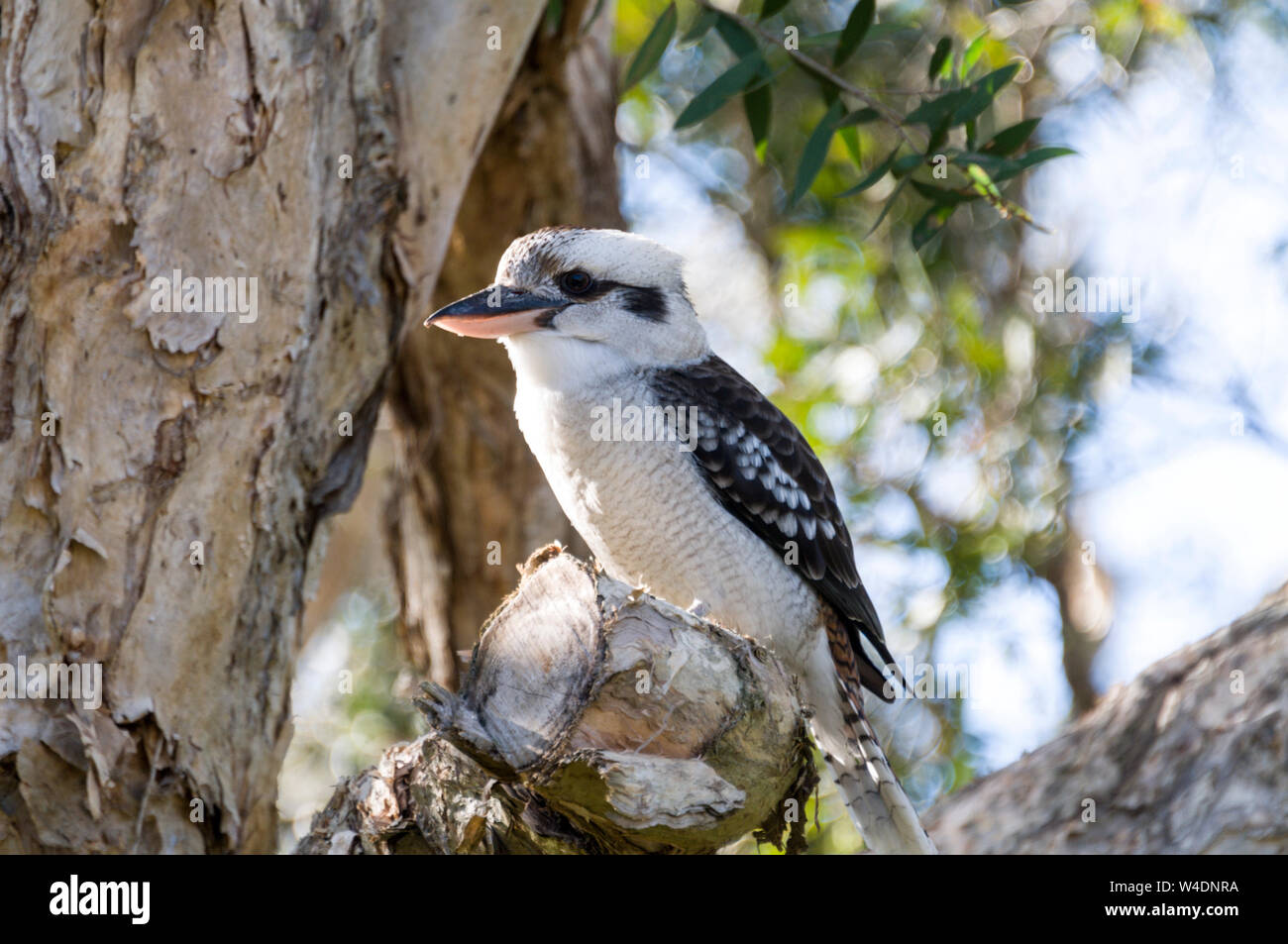 A Laughing Kookaburra a native of eastern mainland Australia, sits on a ...