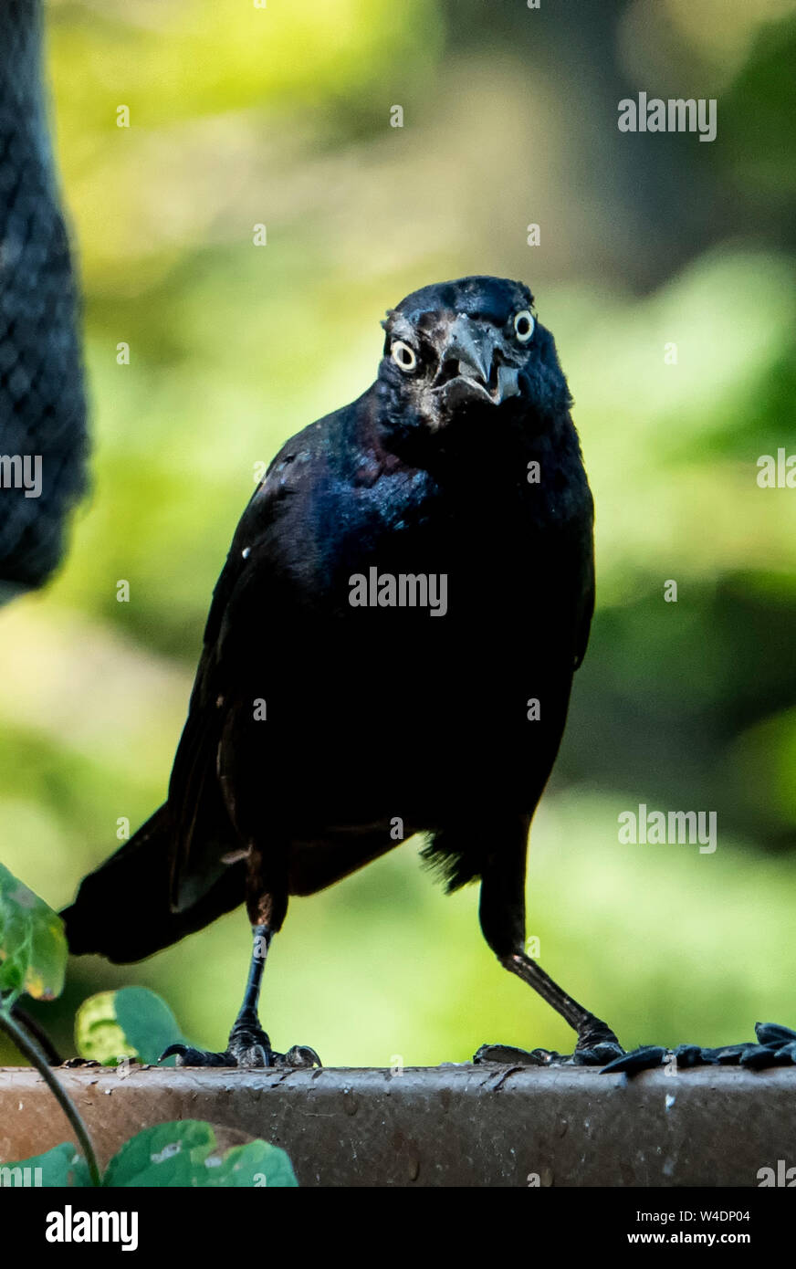 Hanging around hi-res stock photography and images - Alamy