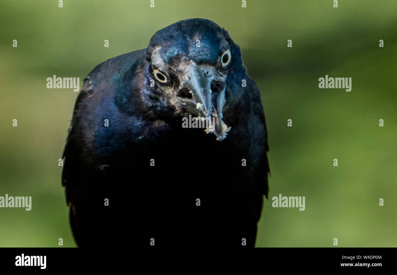 Doppy animal hi-res stock photography and images - Alamy