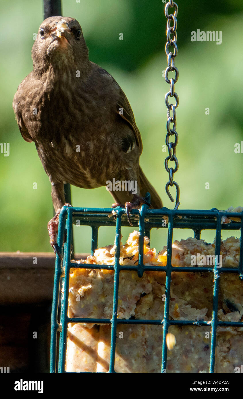 Barred cage hi-res stock photography and images - Alamy