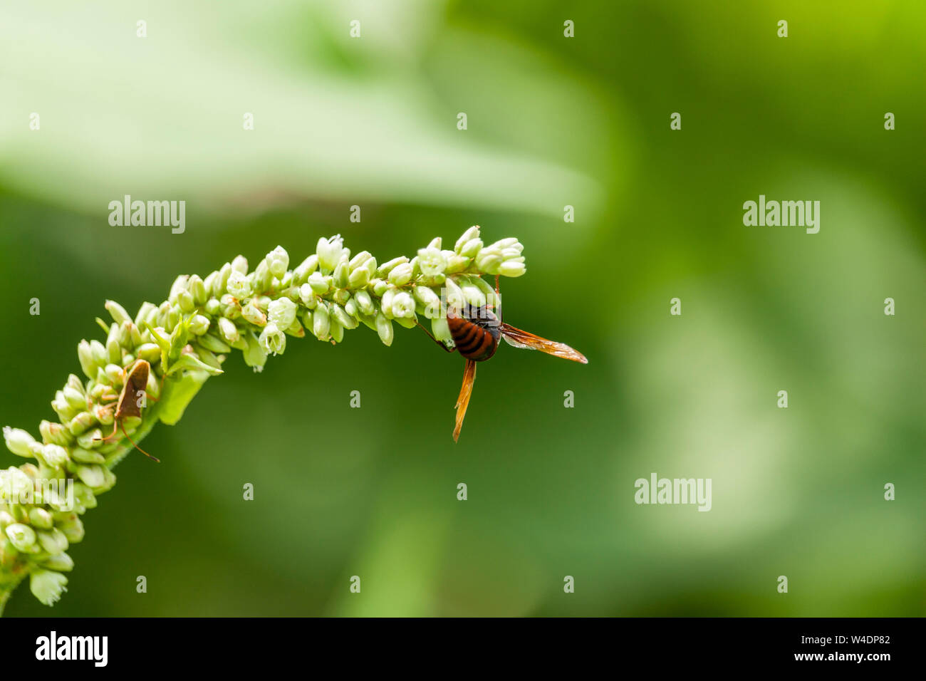 Vimrul insect hi-res stock photography and images - Alamy