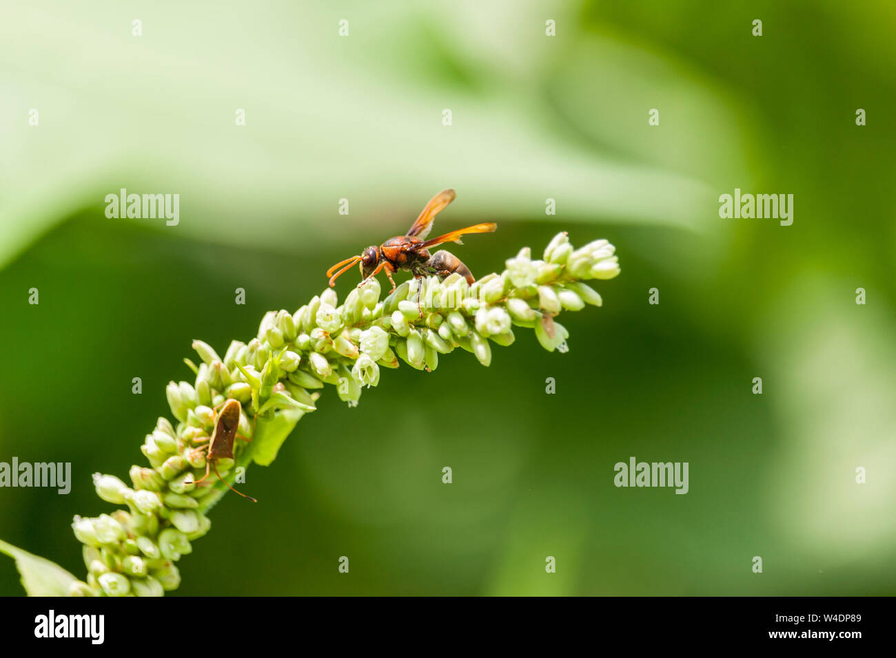 Vimrul insect hi-res stock photography and images - Alamy