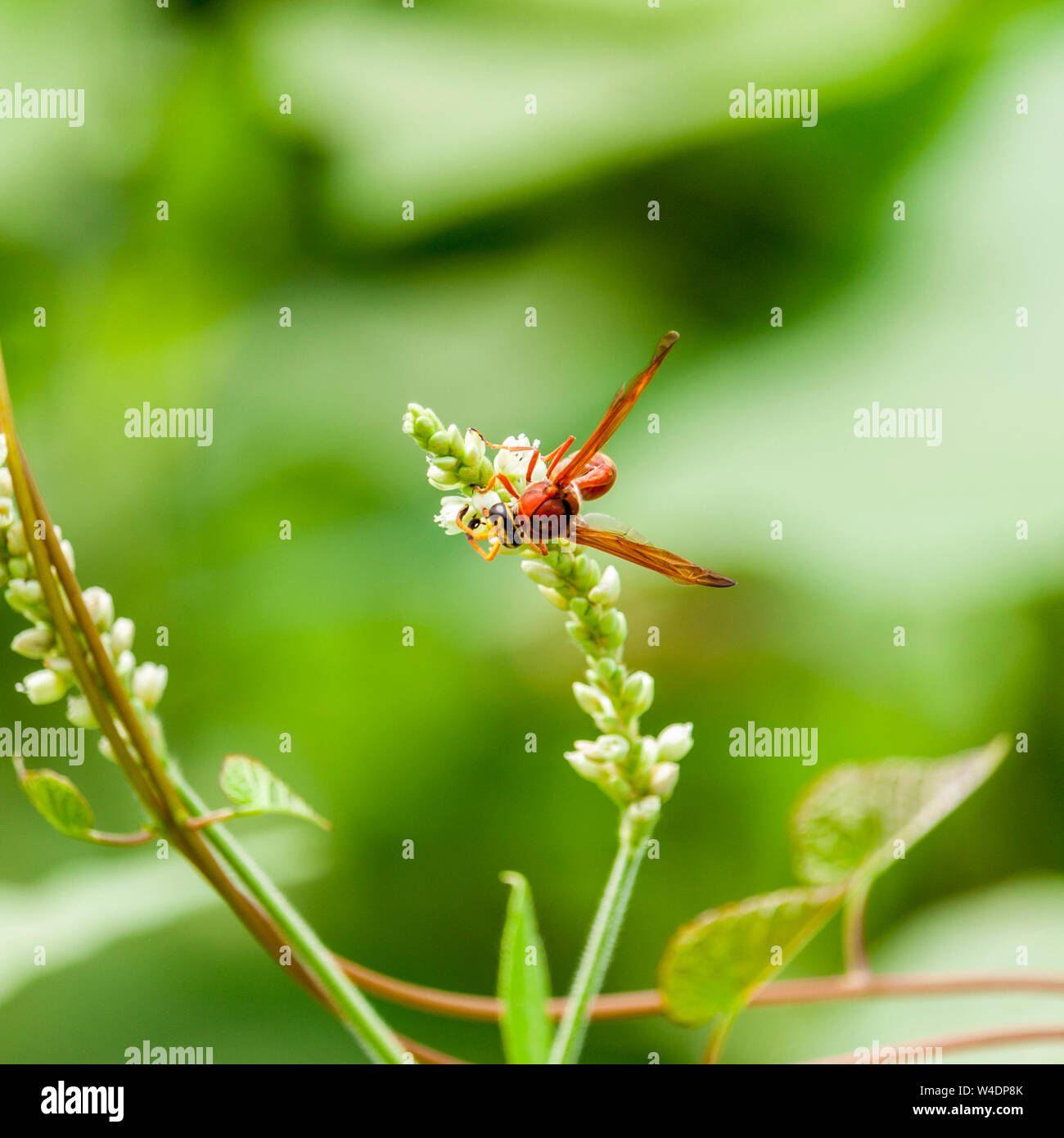 Vimrul insect hi-res stock photography and images - Alamy