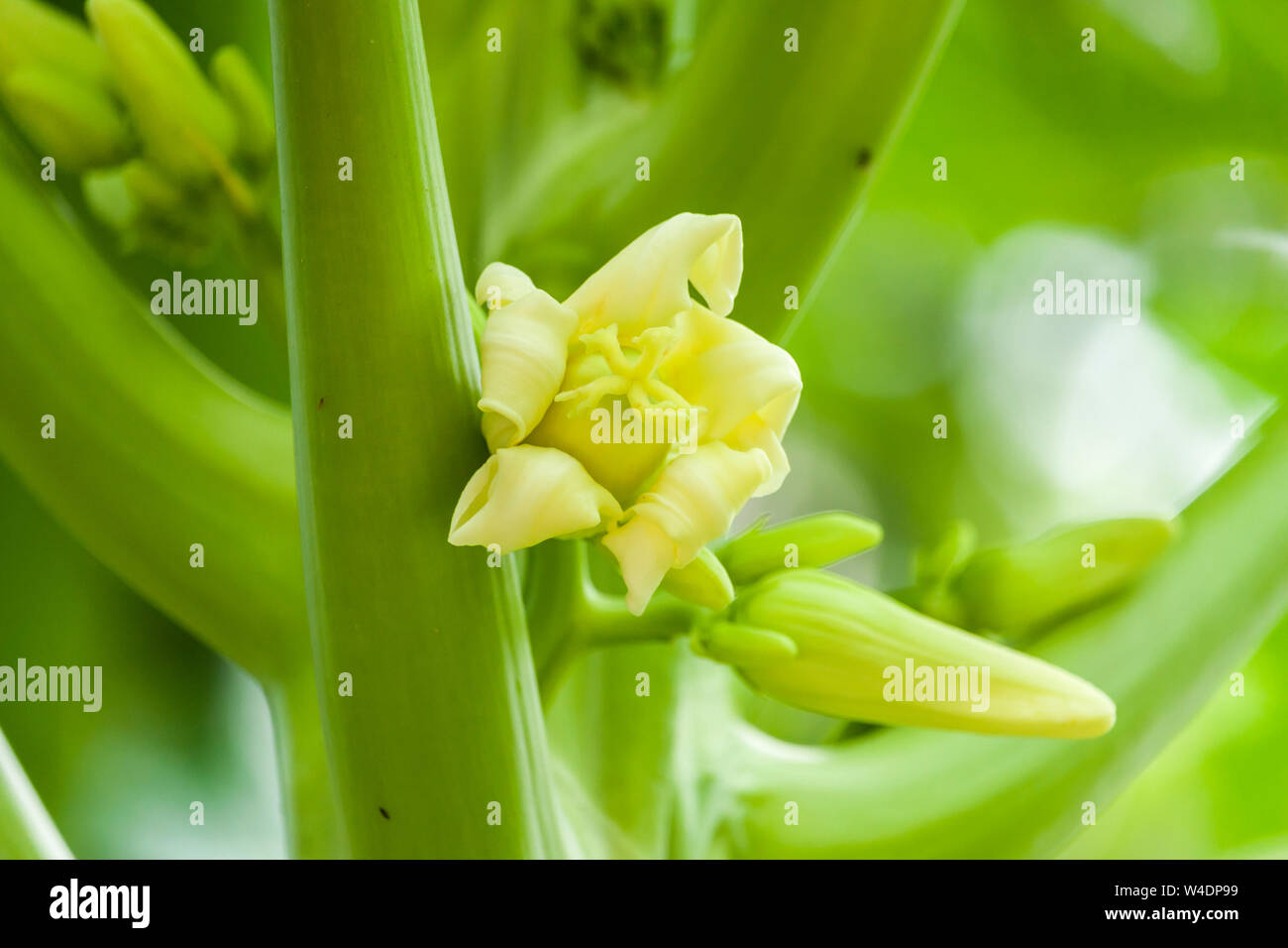 Papaya blossom hi-res stock photography and images - Alamy