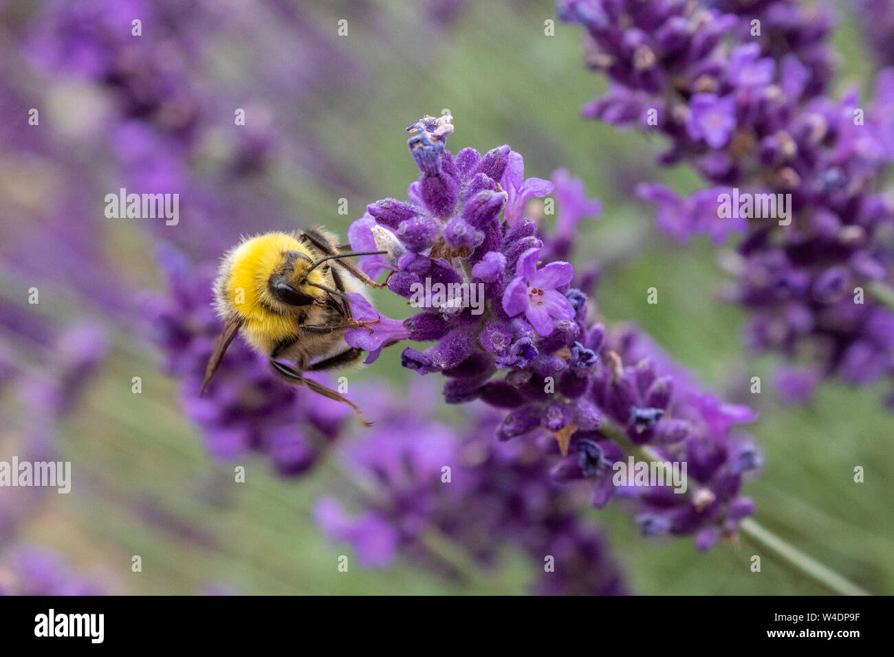 Peacock Butterfly (aglais lo) sunbathing on sandy gravel Stock Photo ...