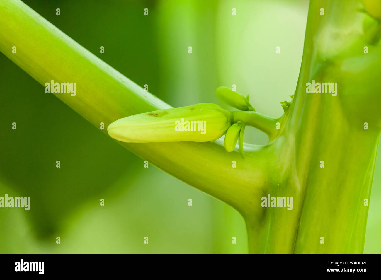 Papaya blossom hi-res stock photography and images - Alamy