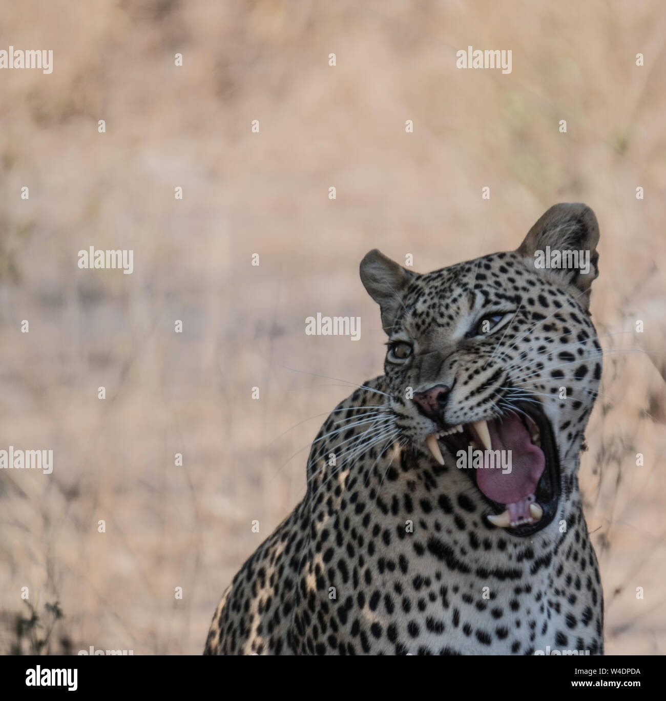 A leopard roaring showing his teeth in Africa Stock Photo - Alamy
