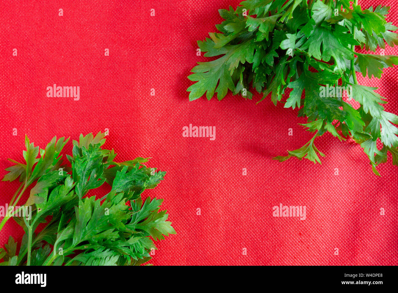 Green leaves on red background. Two fresh parsley bunches on contrast ...
