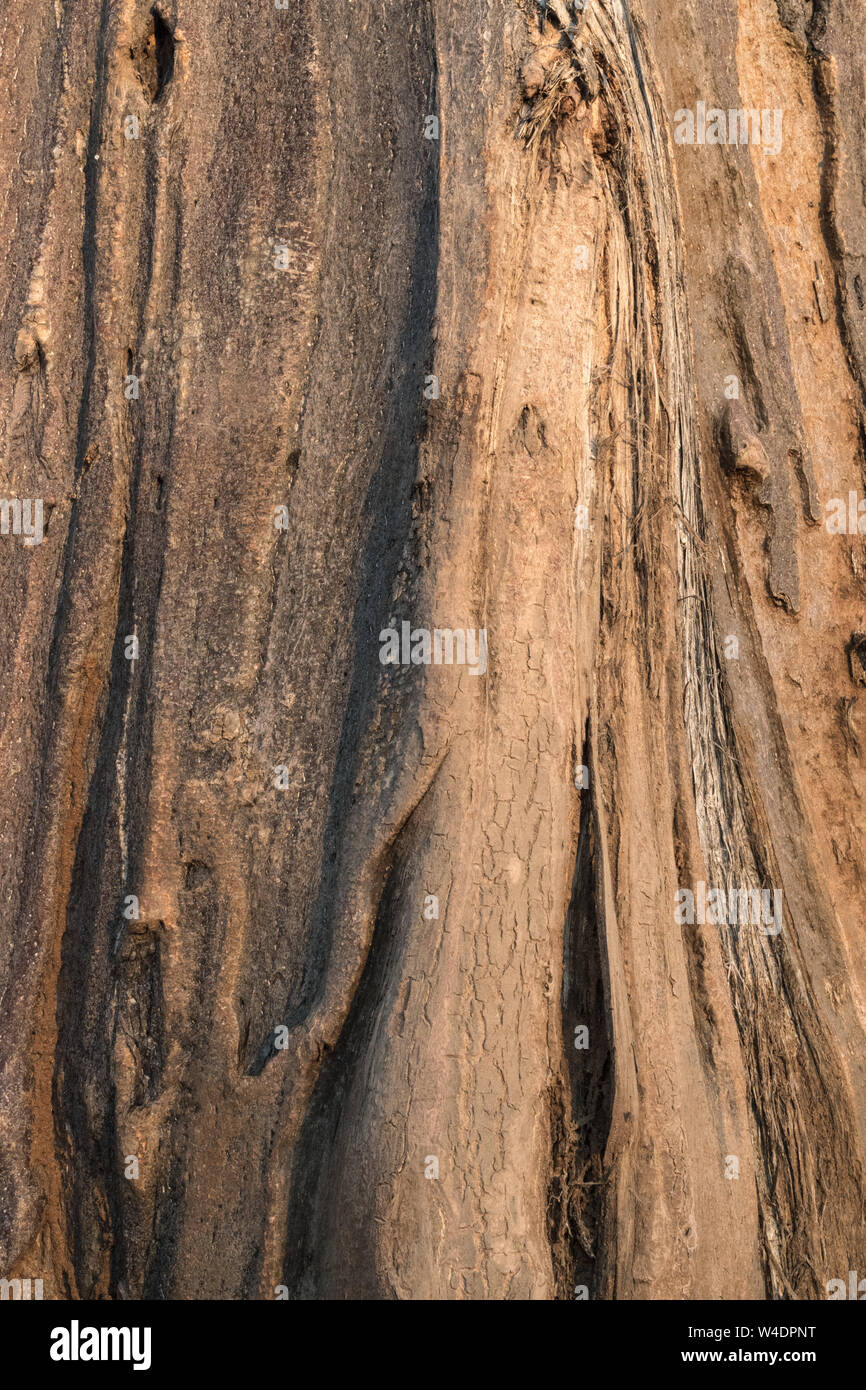 Closeup of bark from a baobab tree from Tanzania, Africa Stock Photo ...