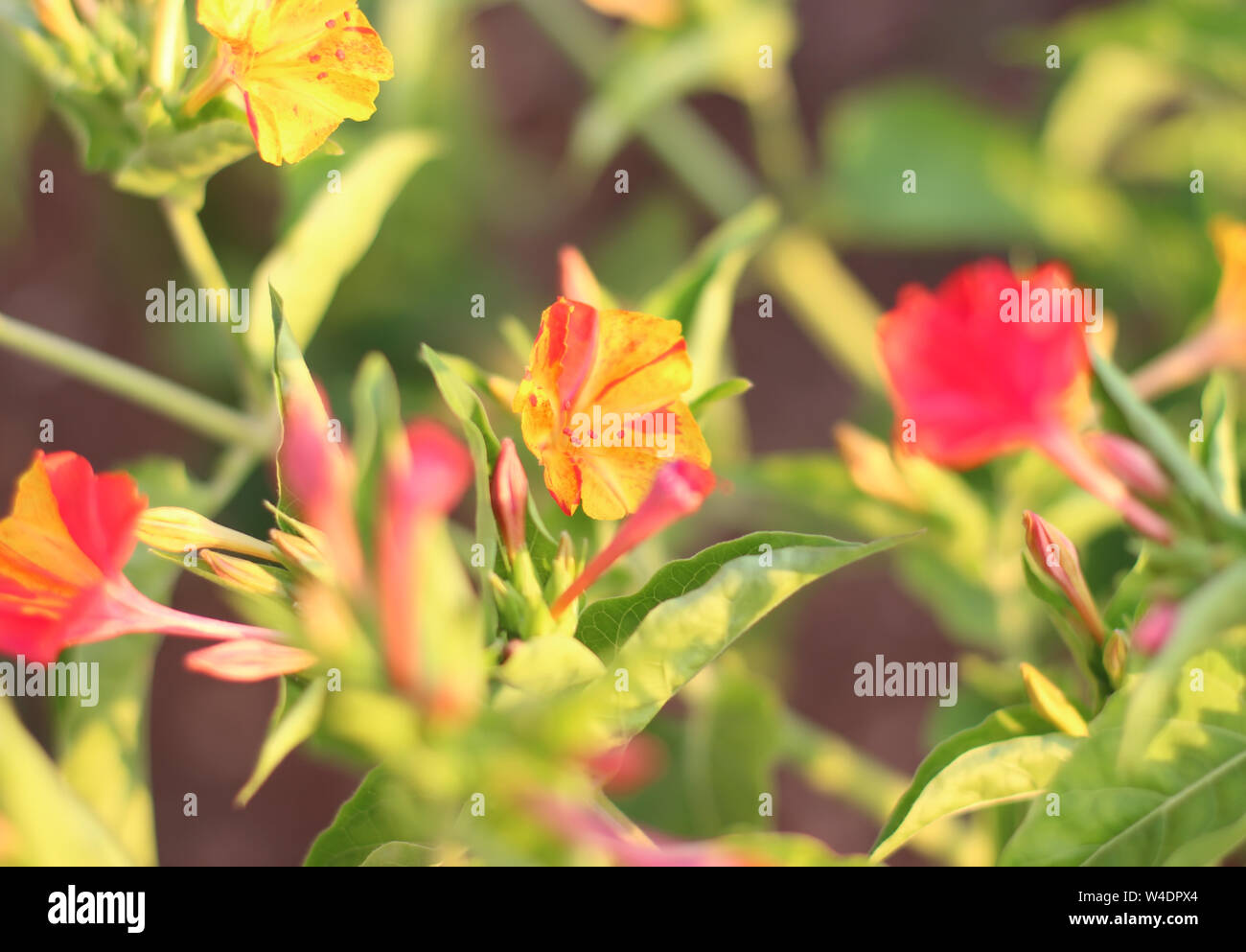 Mirabilis jalapa in summer garden Stock Photo - Alamy
