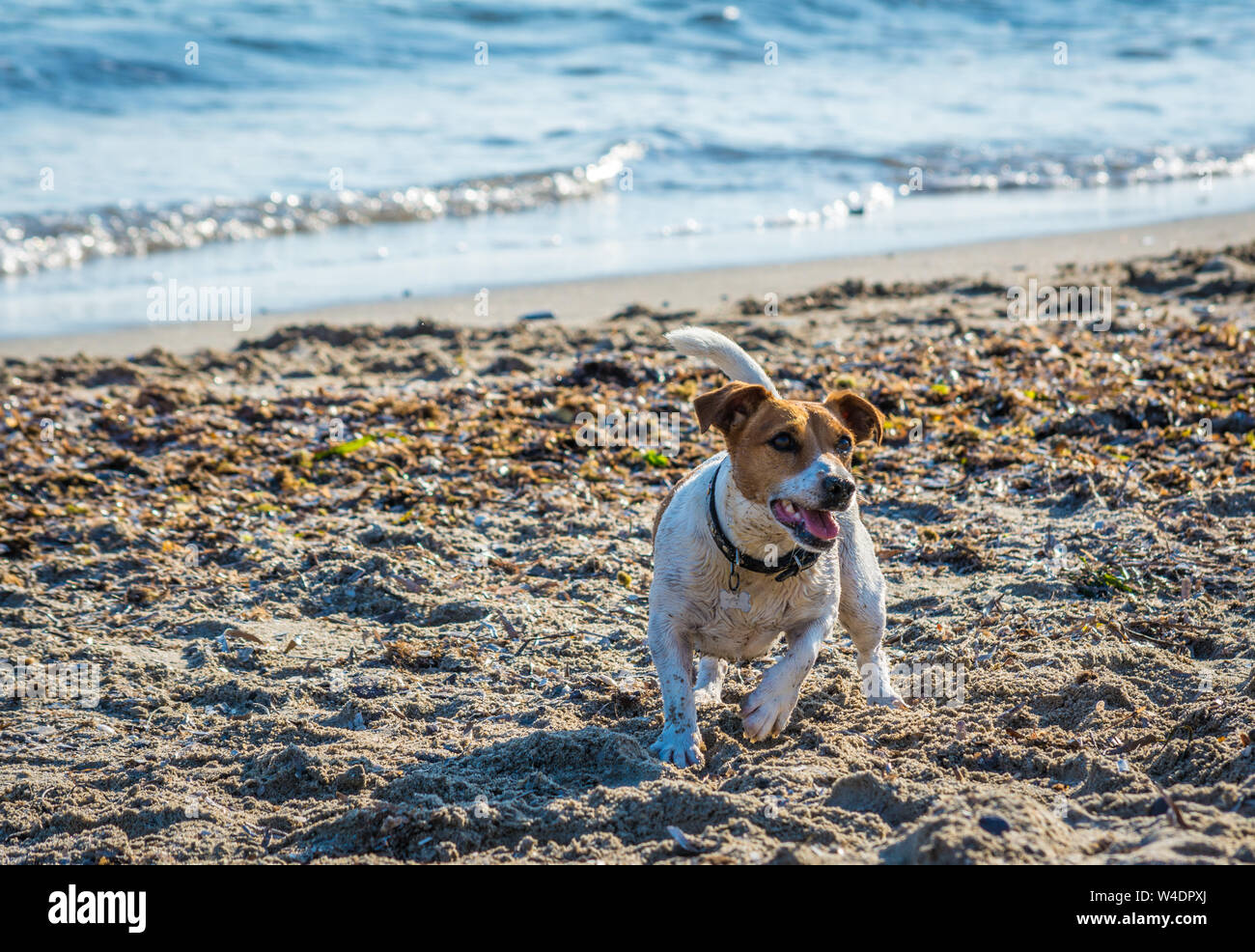 jack russell terrier plays on the beach in summer Stock Photo - Alamy