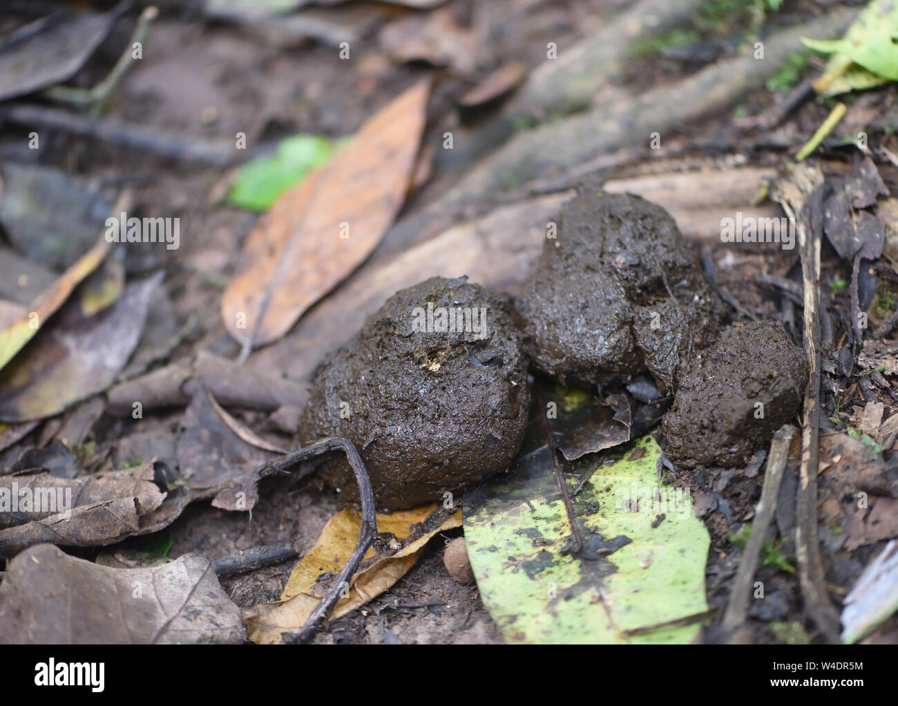 Fresh droppings of mountain gorilla (Gorilla beringei beringei) on a ...